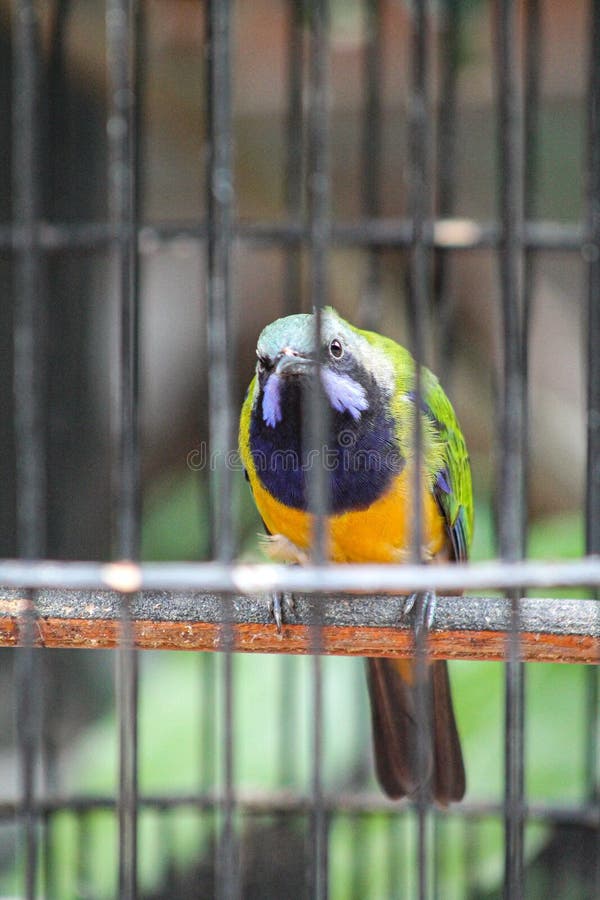Bird cungko male stock photo. Image of finch, wing, parakeet - 261659204