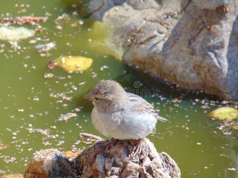 Cute bird stock image. Image of enjoy, sparrow, cute - 127727315