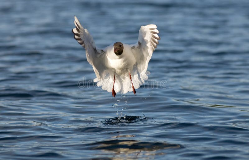 Bird dance stock image. Image of flock, height, independence - 27091077