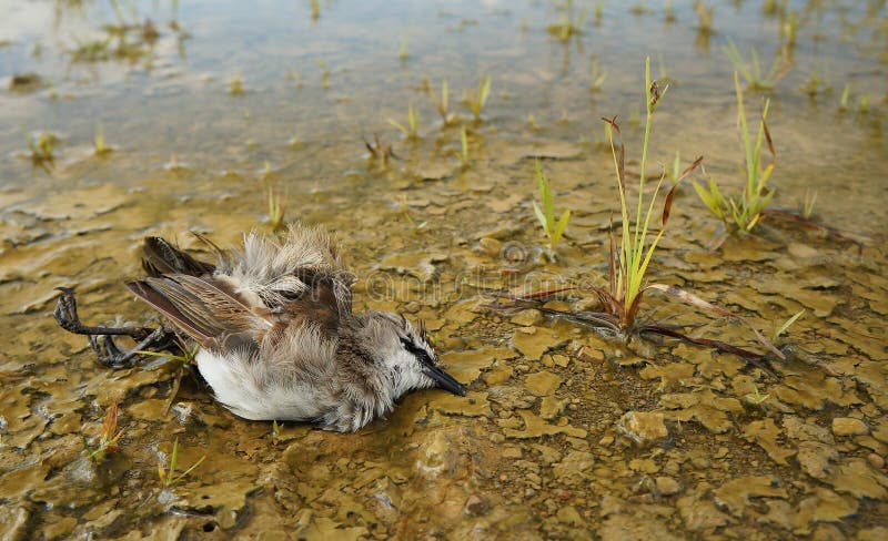 Bird Dead after Drinking Polluted Water Stock Image - Image of disease ...