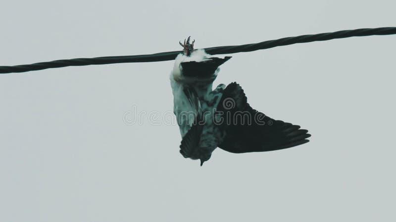 Bird Dead Strangled by the Trap Stock Footage - Video of decomposition ...