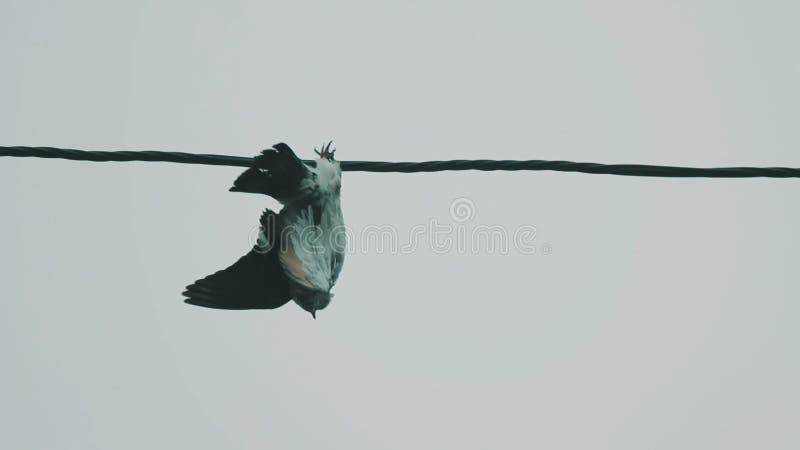 Dead Bird in Sandy Beach, Pollution Concept Stock Footage - Video of ...