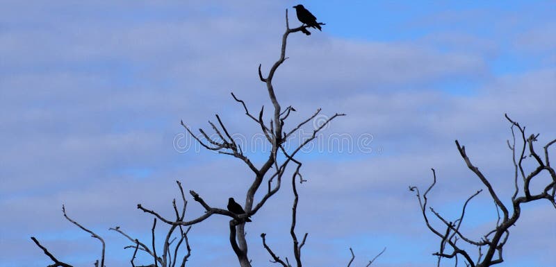 Bird in Dead Tree stock photo. Image of nature, plant - 76494246