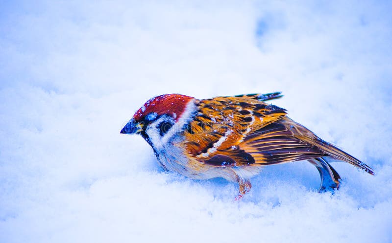 Bird died frozen stock image. Image of blue, nature, aquarium - 95079209