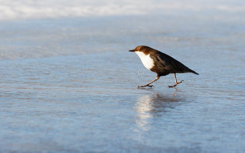 Bird Dipper is Walking on Ice Stock Image - Image of cold, awakening ...