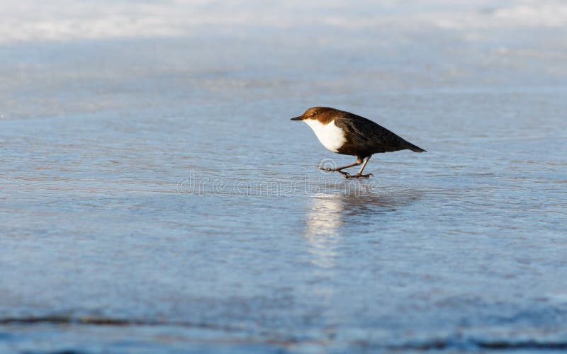 Bird Dipper is Walking on Ice Stock Image - Image of awakening, dipper ...