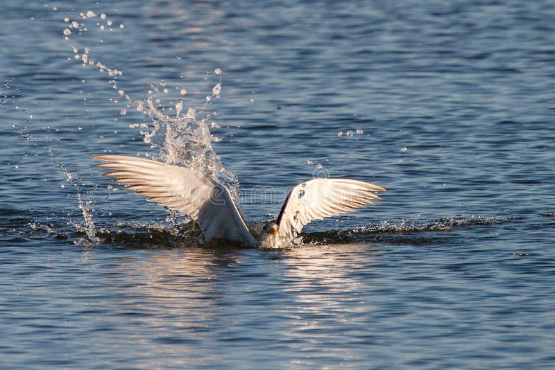 Bird diving stock photo. Image of head, feathered, nature - 76723038