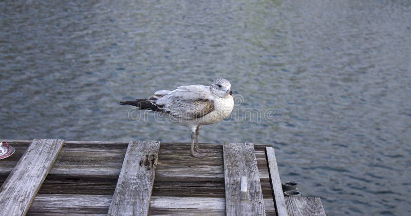 Bird on dock stock image. Image of ocean, bird, golden - 55591611