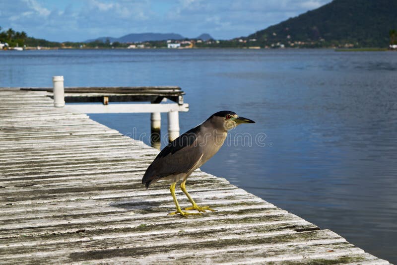 Bird on dock stock image. Image of ocean, bird, golden - 55591611