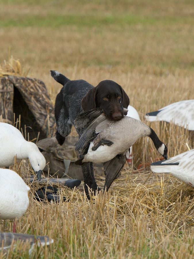 Bird dog with a goose stock image. Image of goose, hunter - 36705033