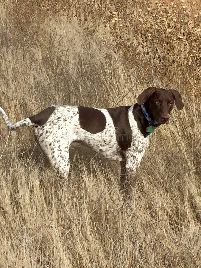 Bird Dog in His Natural Habitat Stock Photo - Image of pointer, german ...