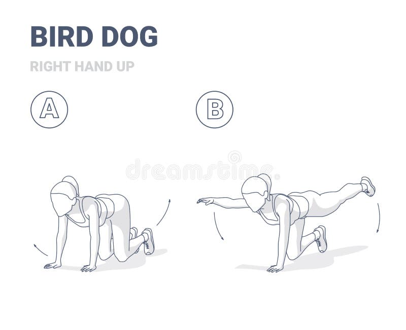 Cartoon Bird Dog Exercise Stock Illustrations – 65 Cartoon Bird Dog ...