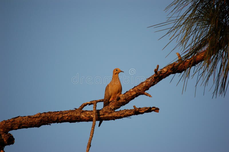 Bird - Dove Out on a limb stock image. Image of beak, needles - 717757