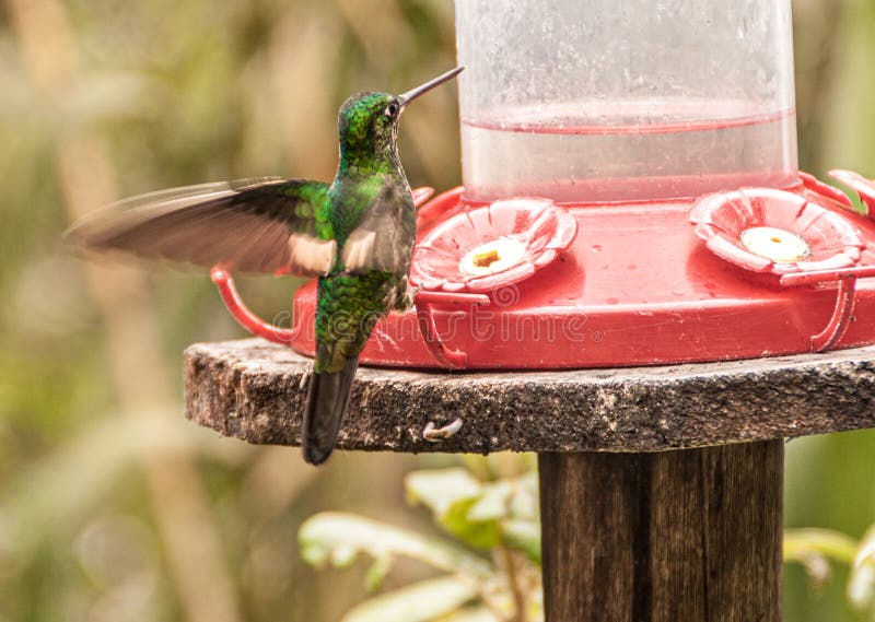 Bird Drinking in a Trough in a Forest Stock Image - Image of ecuador ...