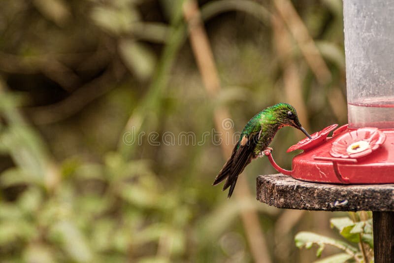 Bird Drinking in a Trough in a Forest Stock Image - Image of america ...