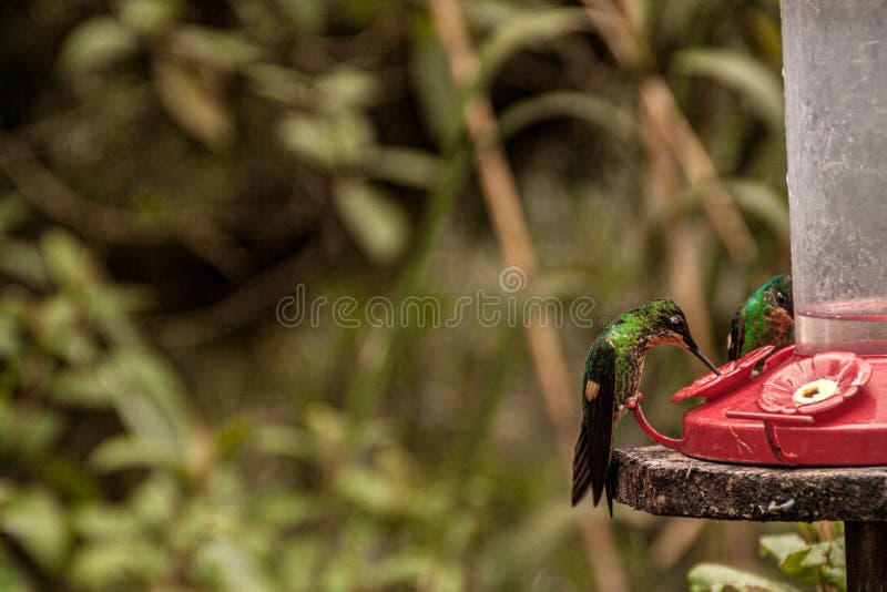 Bird Drinking in a Trough in a Forest Stock Image - Image of feeder ...