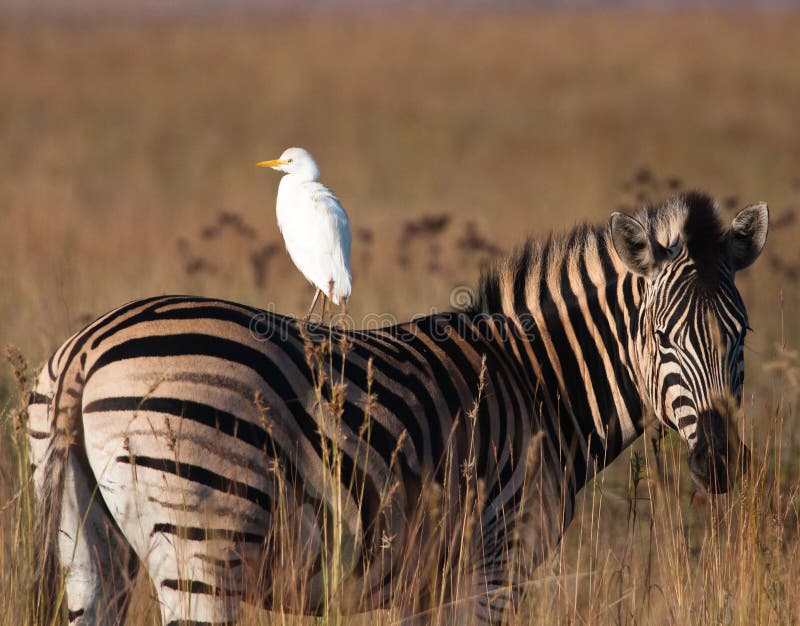Bird driving zebra stock image. Image of grass, cattle - 25553695