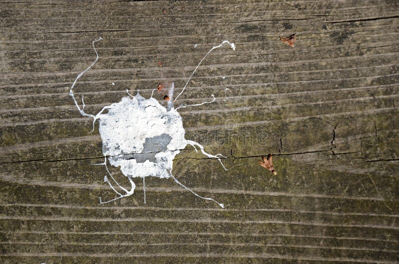 Bird Dropping stock image. Image of wood, splat, bold - 24533629