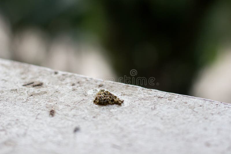 Bird Dropping on the Floor with Copy Space Stock Photo - Image of macro ...