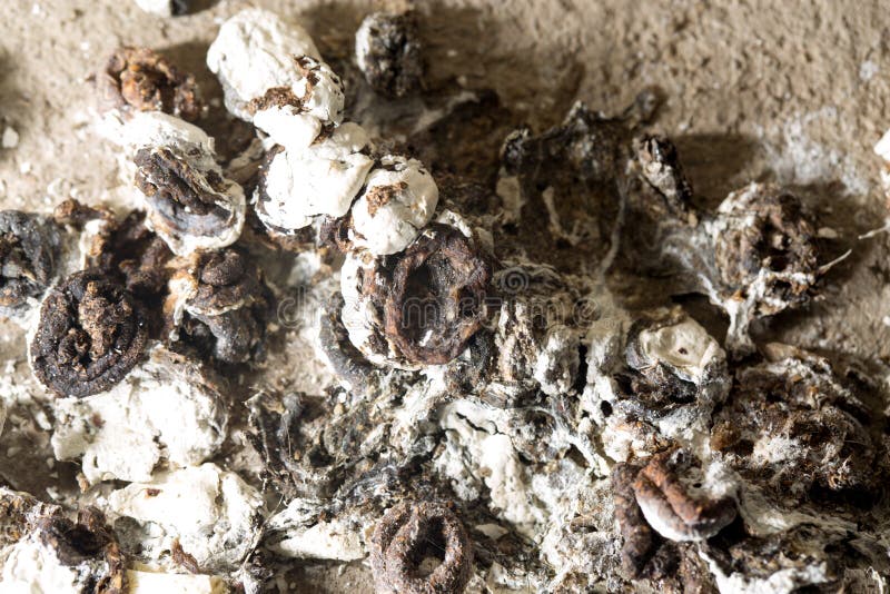 Bird droppings stock photo. Image of outside, poop, sidewalk - 102151056