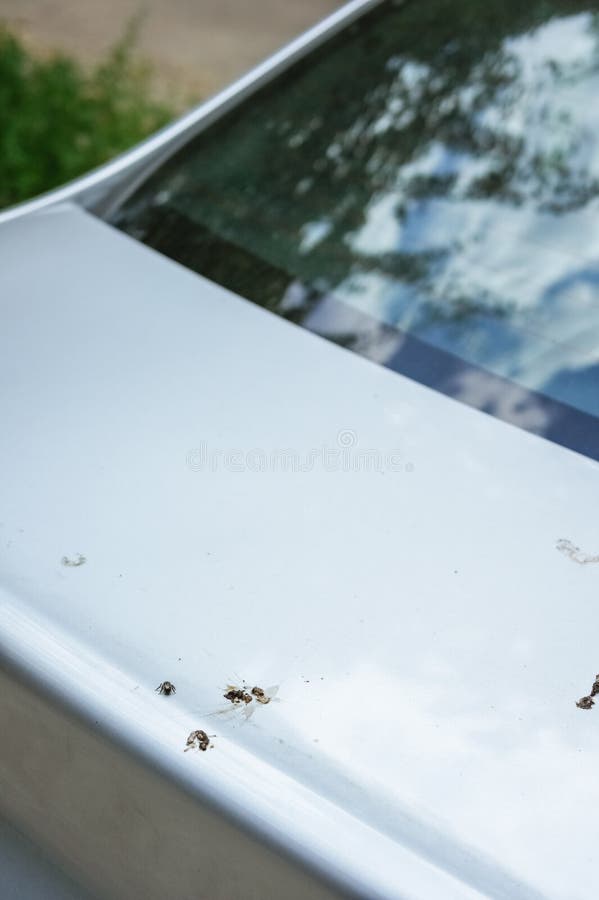 Bird droppings on the car. stock photo. Image of damage - 97334862
