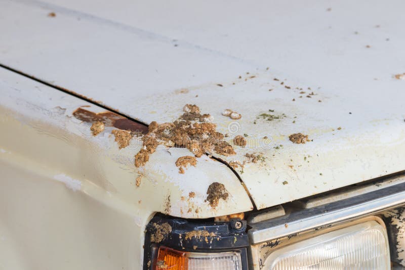 Bird Droppings on Car Surface Stock Image - Image of splat, hood: 190882349