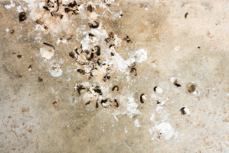Bird droppings stock photo. Image of guano, excrement - 59457460