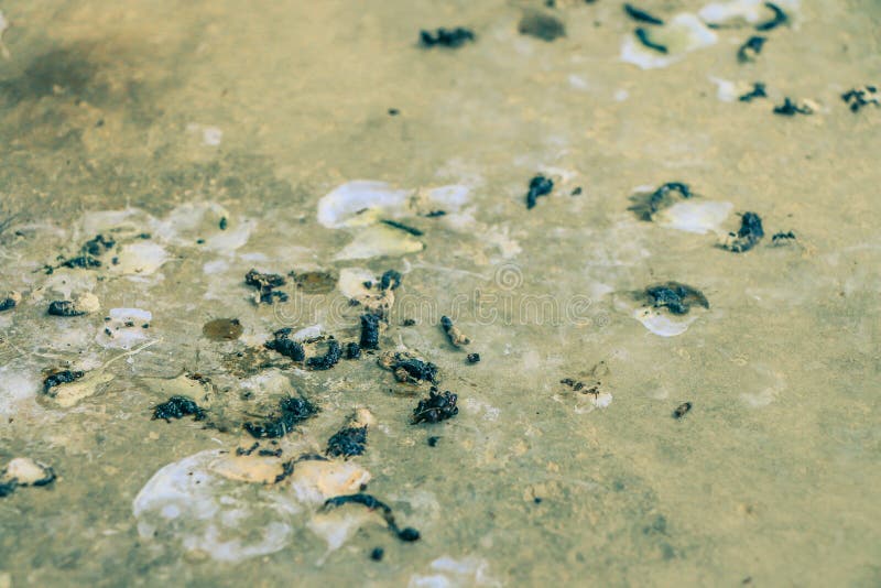 Bird droppings stock photo. Image of microbial, dirty - 94463672