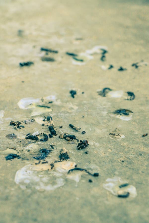 Bird droppings stock image. Image of close, biology, microbiology ...