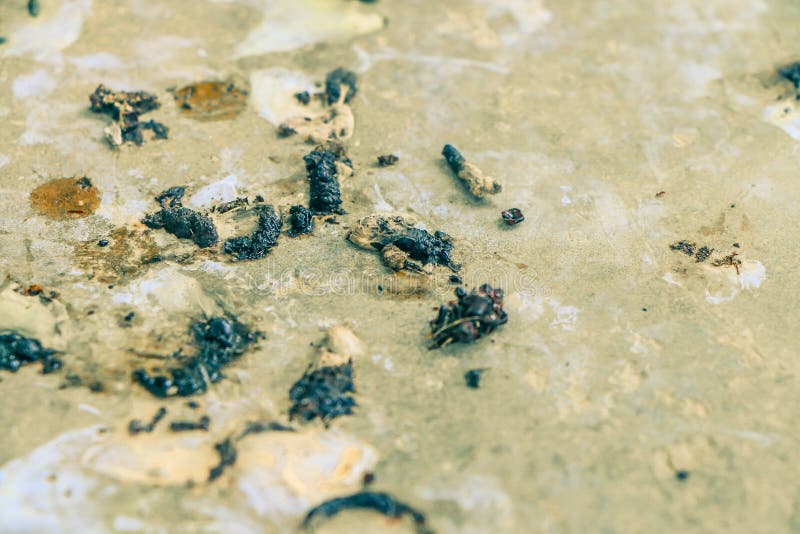 Bird Droppings Identification