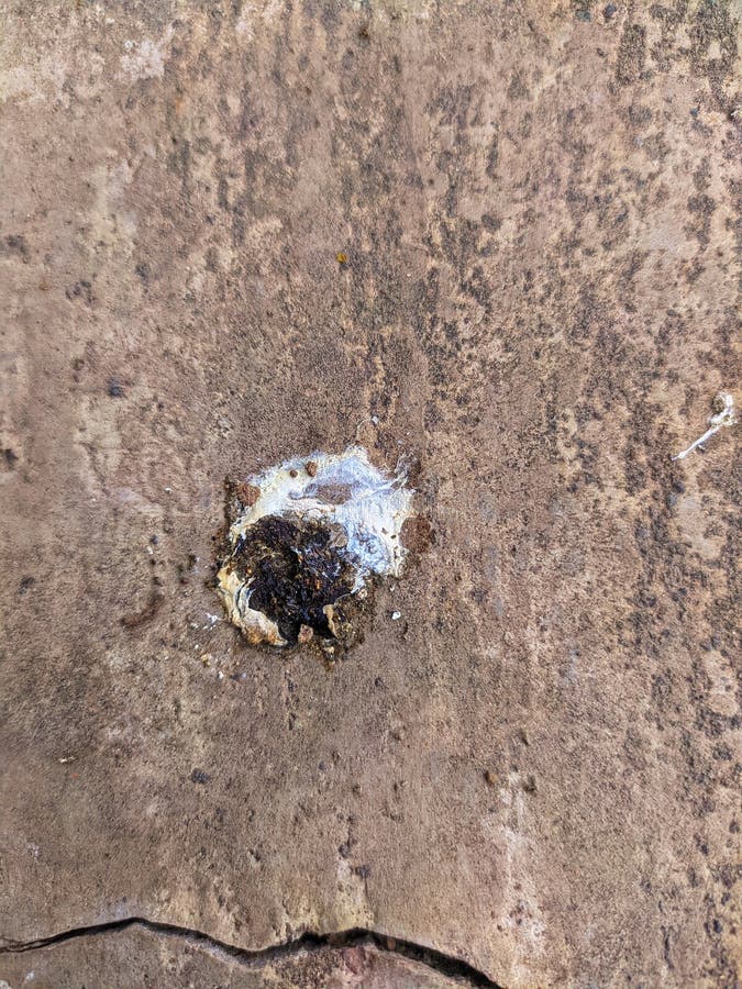 Bird Droppings on the Concrete Floor Stock Photo - Image of floor, sand ...