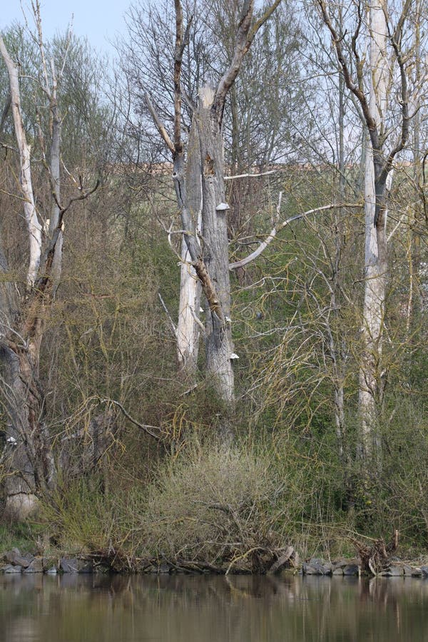 Cormorant trees stock image. Image of dead, decrepit - 274390349