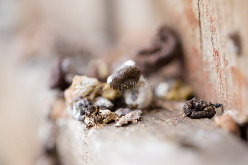 Bird droppings. Macro stock photo. Image of dropping - 106830868