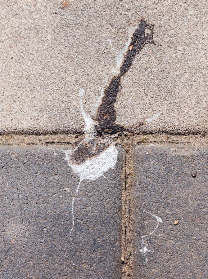 Bird Droppings on Paving Slabs Stock Photo - Image of droppings ...