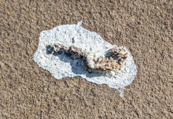 Bird Droppings on the Road. Macro. Stock Image - Image of closeup ...