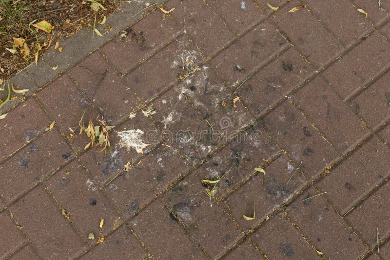 Bird Droppings on the Sidewalk in the City Stock Photo - Image of ...