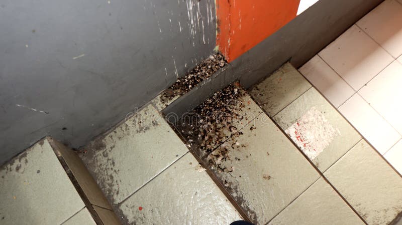 Bird Droppings on the Stairs of the Building. Stock Photo - Image of ...