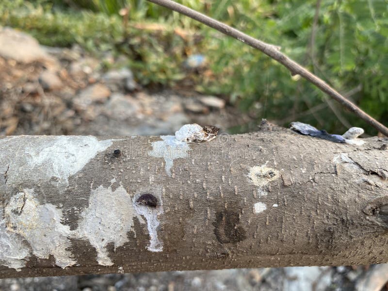 Bird Droppings On Wooden Bench In The Park. Splatters Of Bird Feces On ...