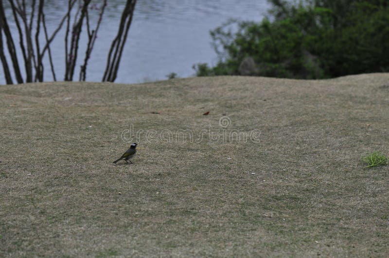 Bird on the Dry Grass by the Lake in the Park Stock Image - Image of ...