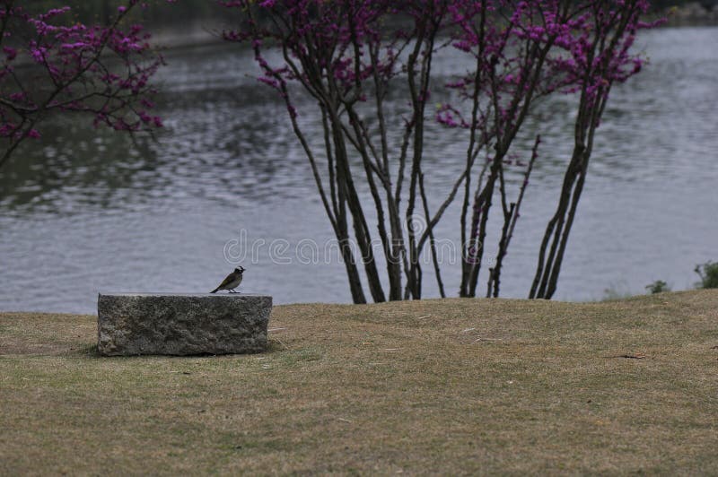 Bird on the Dry Grass by the Lake in the Park Stock Photo - Image of ...