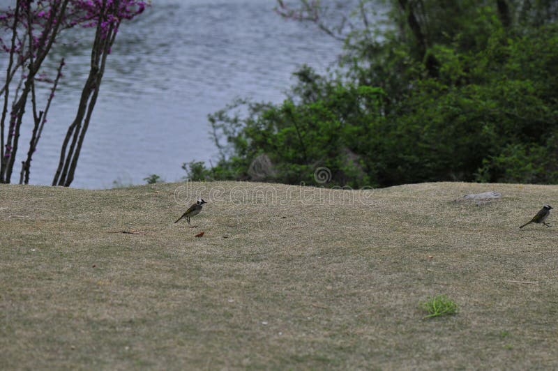 Bird on the Dry Grass by the Lake in the Park Stock Photo - Image of ...