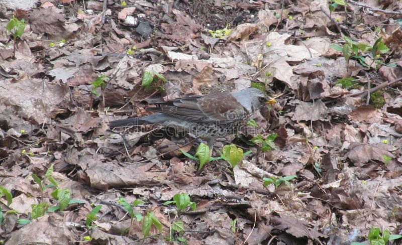 Bird among the Leaves in the Forest Stock Image - Image of seedling ...