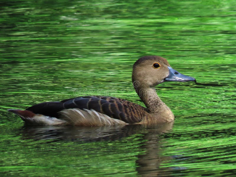 Bird, Duck, Ecosystem, Fauna Picture. Image: 101031016