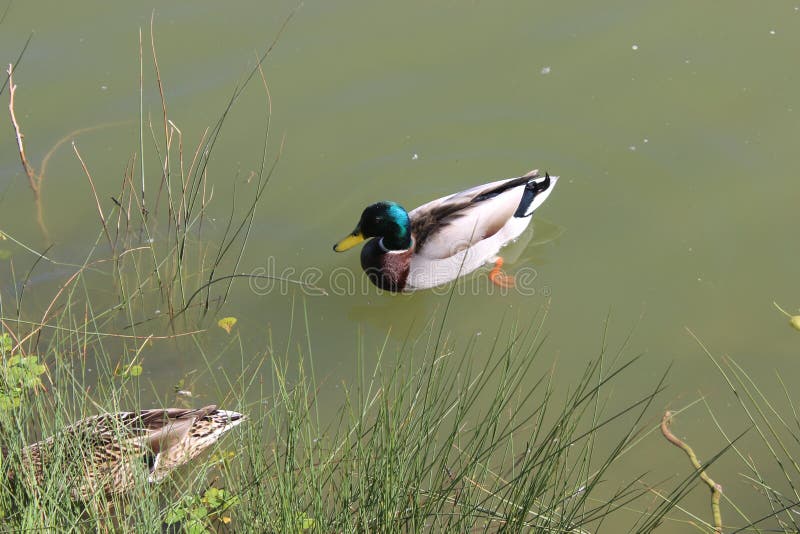 Bird, Duck, Ecosystem, Fauna Picture. Image: 119866201