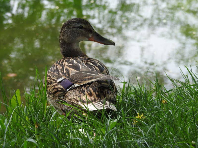 Bird, Duck, Ecosystem, Mallard Picture. Image: 119766943