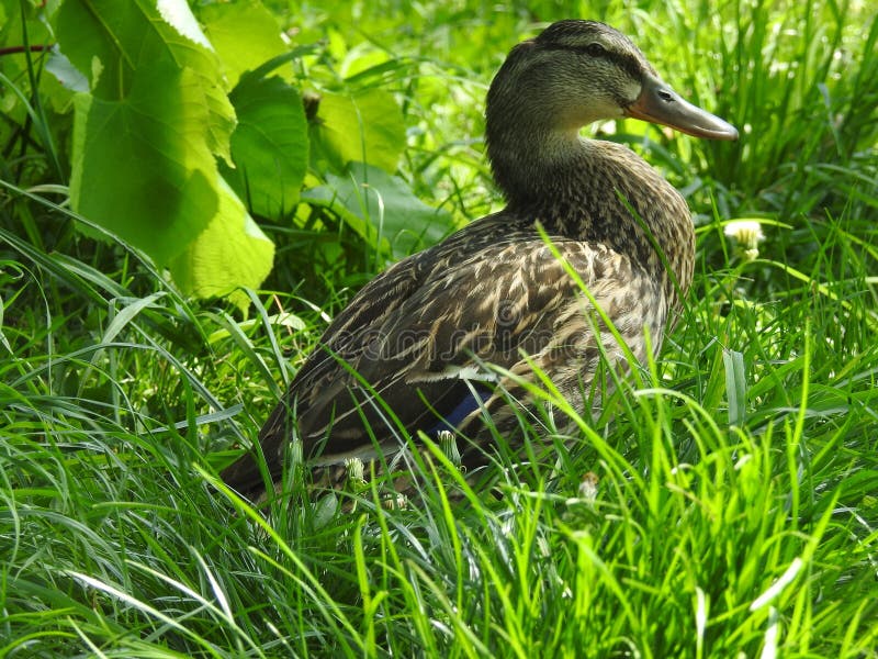 Bird, Duck, Fauna, Ecosystem Picture. Image: 119412198