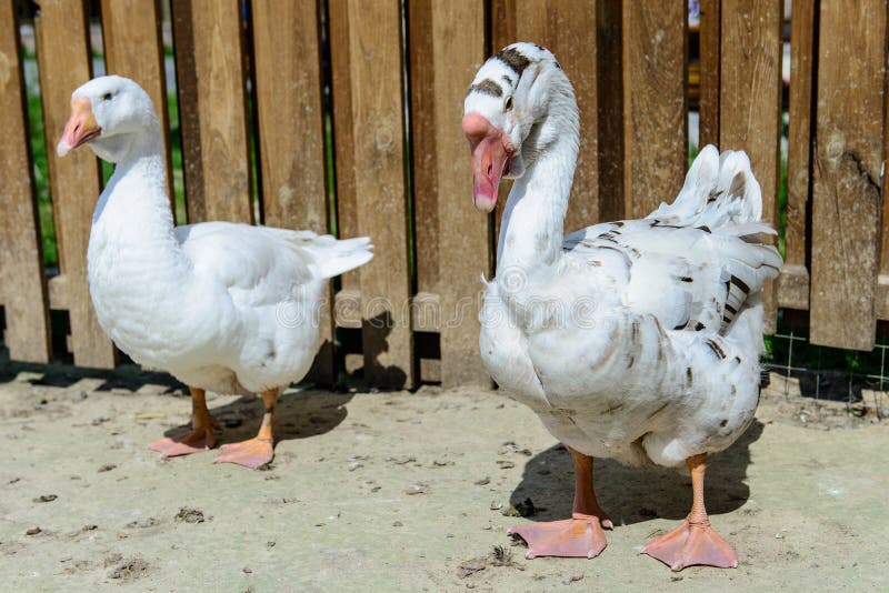 Bird duck goose stock photo. Image of drake, gander, bird - 71214606