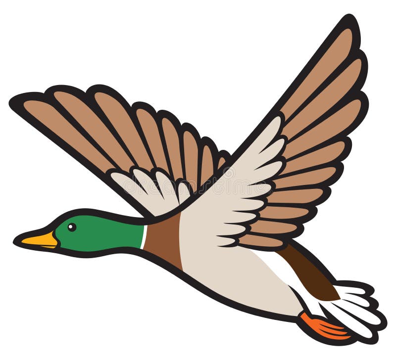 Flying Duck Drawing Fly Duck PNG Transparent Images Free Download