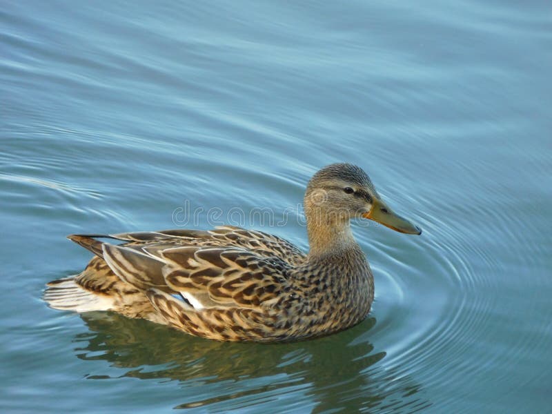 Bird, Duck, Mallard, Water Bird Picture. Image: 106732517