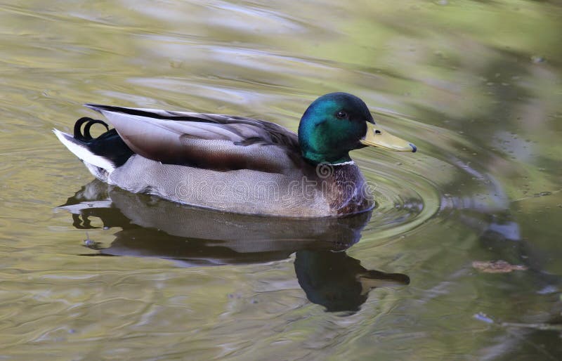Bird, Duck, Mallard, Water Picture. Image: 115286737